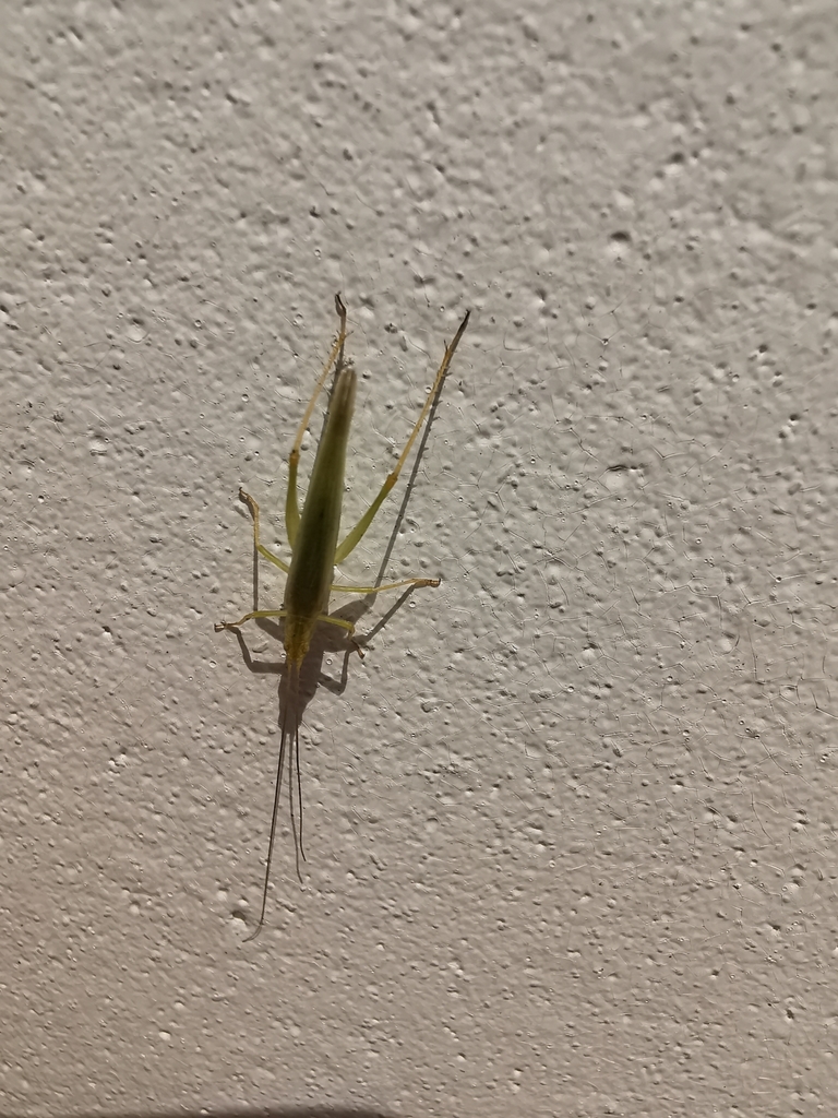 Common Tree Crickets from Brantford, ON N3R 0A1, Canada on July 29 ...