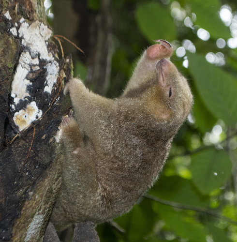 Silky Anteater