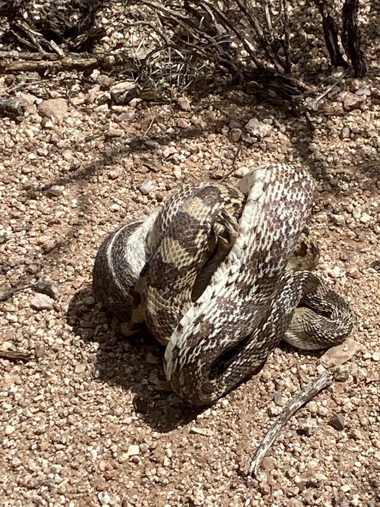 Gopher Snake from E Willow Goldfinch Ct, Vail, AZ, US on July 29, 2021 ...