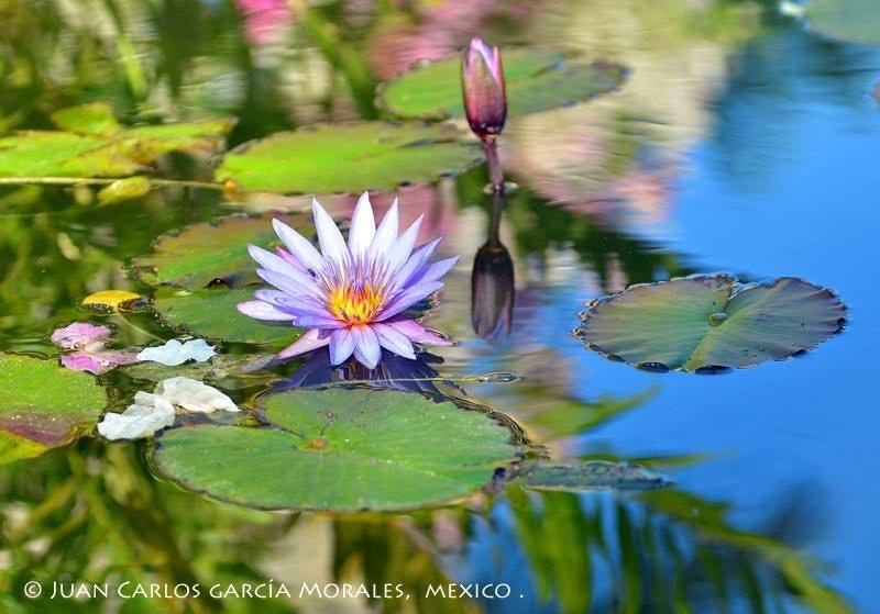Flor De Lotus Azul Egipcio