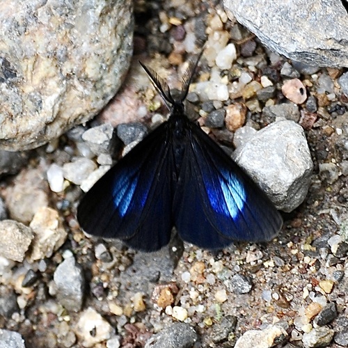 Genus Sangala · iNaturalist