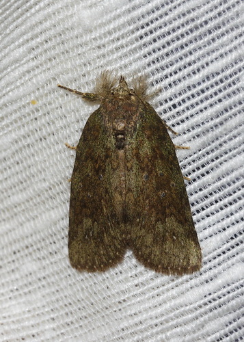 Genus Polychoa · iNaturalist