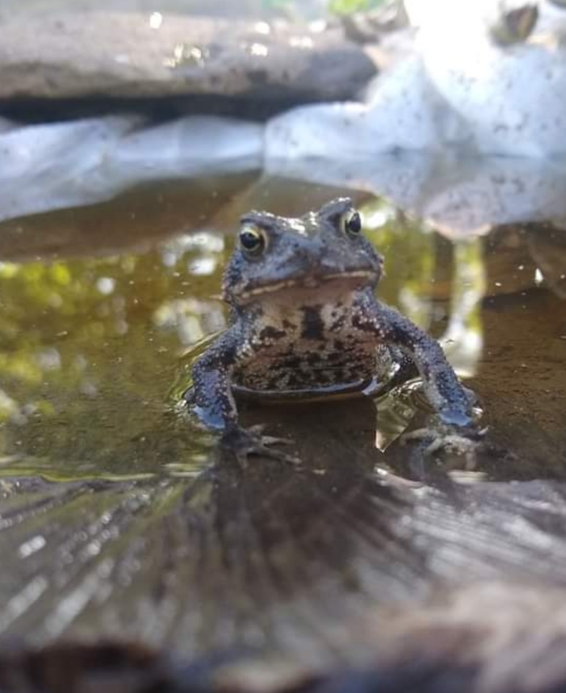 American Toad from Belpre Township, OH, USA by Amanda Blevins Petty ...