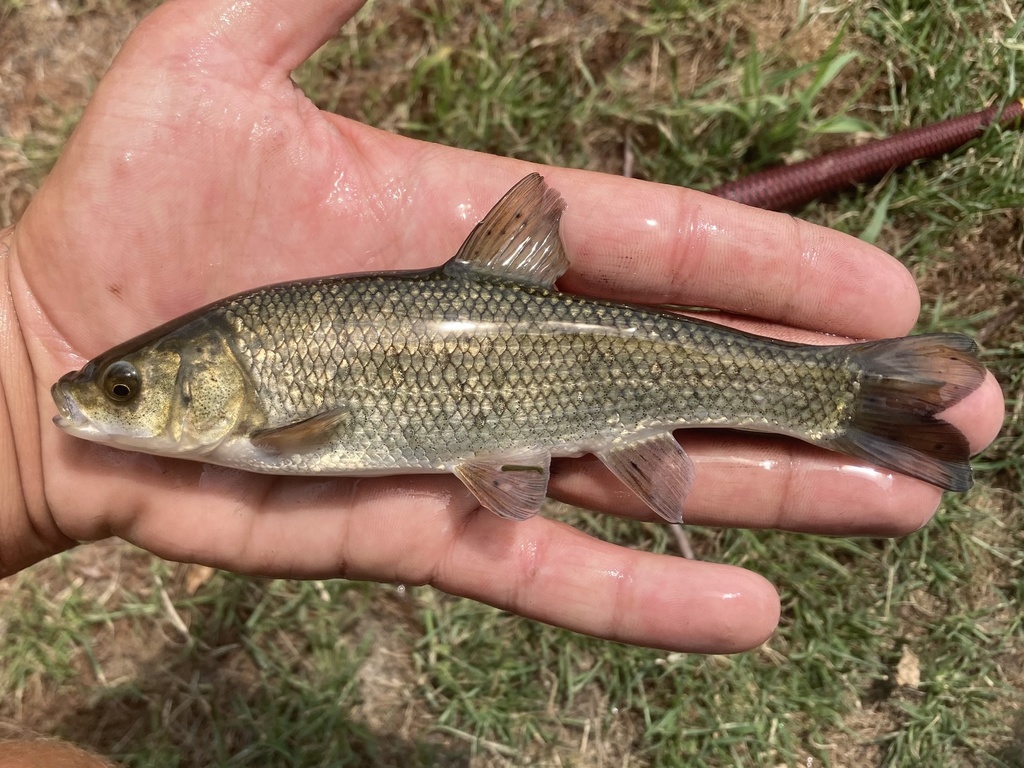 Tui Chub (Wildlife of the United States - Fish Pt.5) · iNaturalist