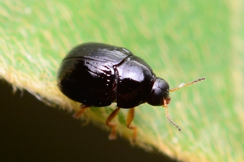 Genus Coenobius · iNaturalist