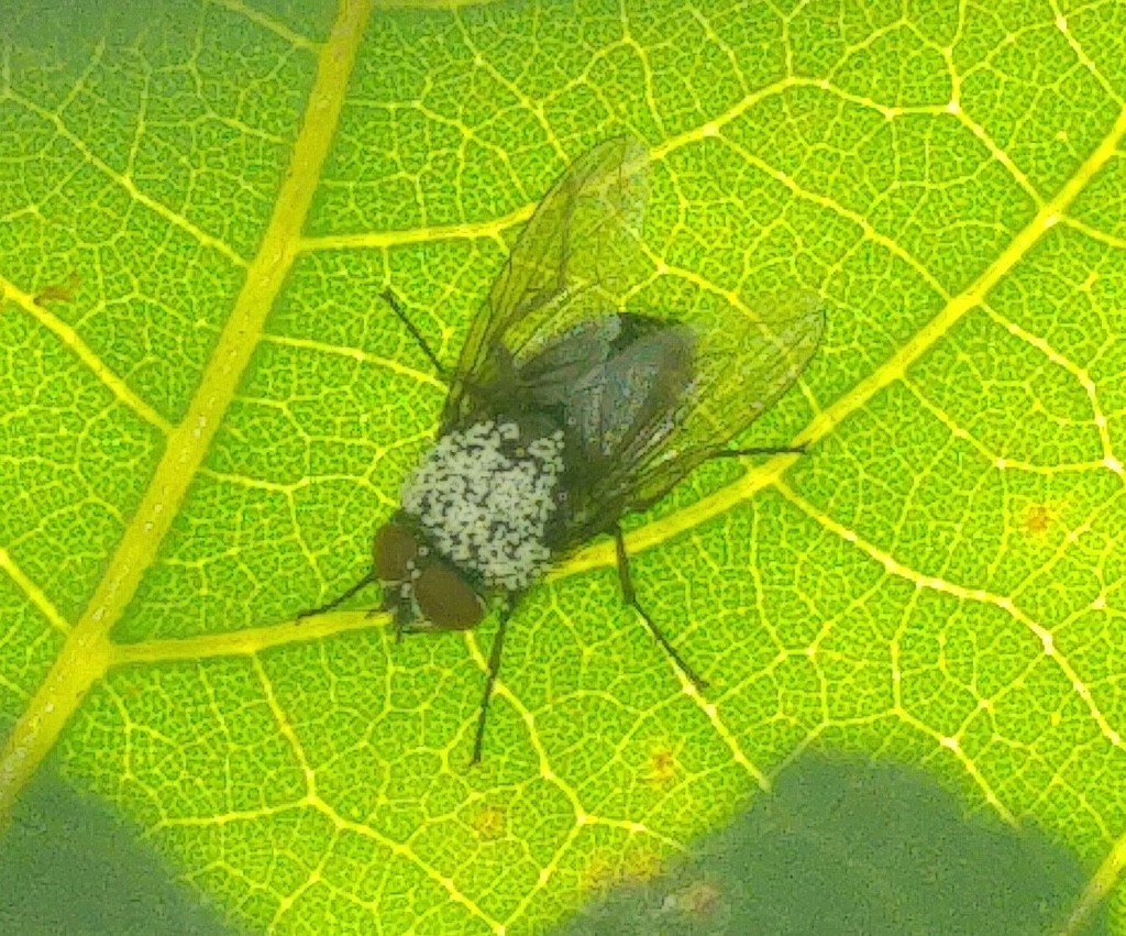 Cluster Flies from Gümüşlük Mahallesi, Poyraz Sk. No:60, 48970 Bodrum ...