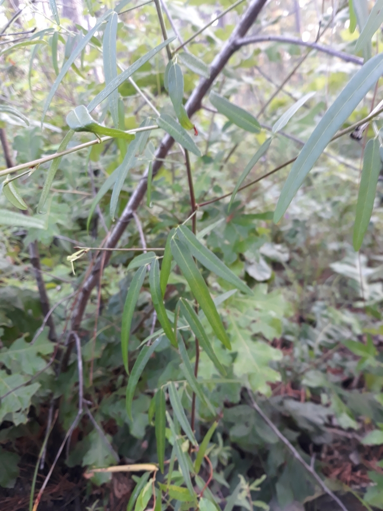 vascular plants by wyatt bagwell · iNaturalist