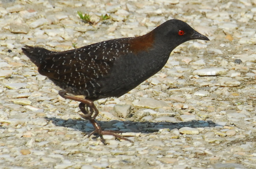 Polluela negra (Aves de México ) · iNaturalist