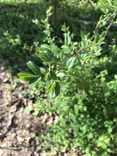 Observations by parriswalters · iNaturalist