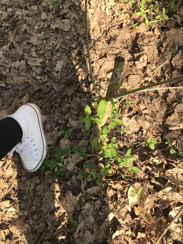 Observations by parriswalters · iNaturalist