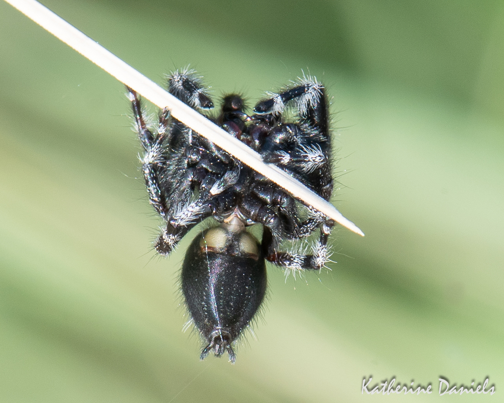 Phidippus from Lady Bird Johnson Wildflower Center 4801 La Crosse Ave ...