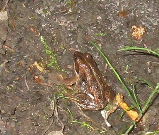 Wood Frog from Eielson AFB, AK, USA on July 28, 2021 at 11:26 PM by ...