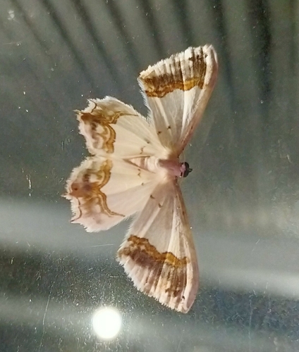 Epiplema bicaudata · iNaturalist