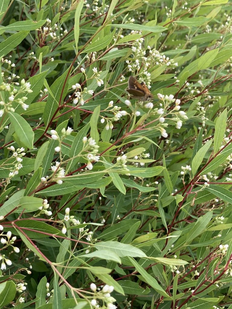 Black Dash from Ty Warner Park, Westmont, IL, US on July 30, 2021 at 03 ...
