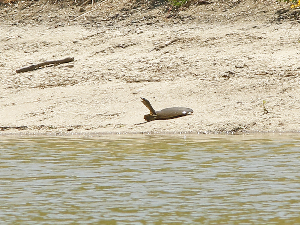 Eastern Spiny Softshell in June 2021 by dbeadle. Apalone spinifera ...