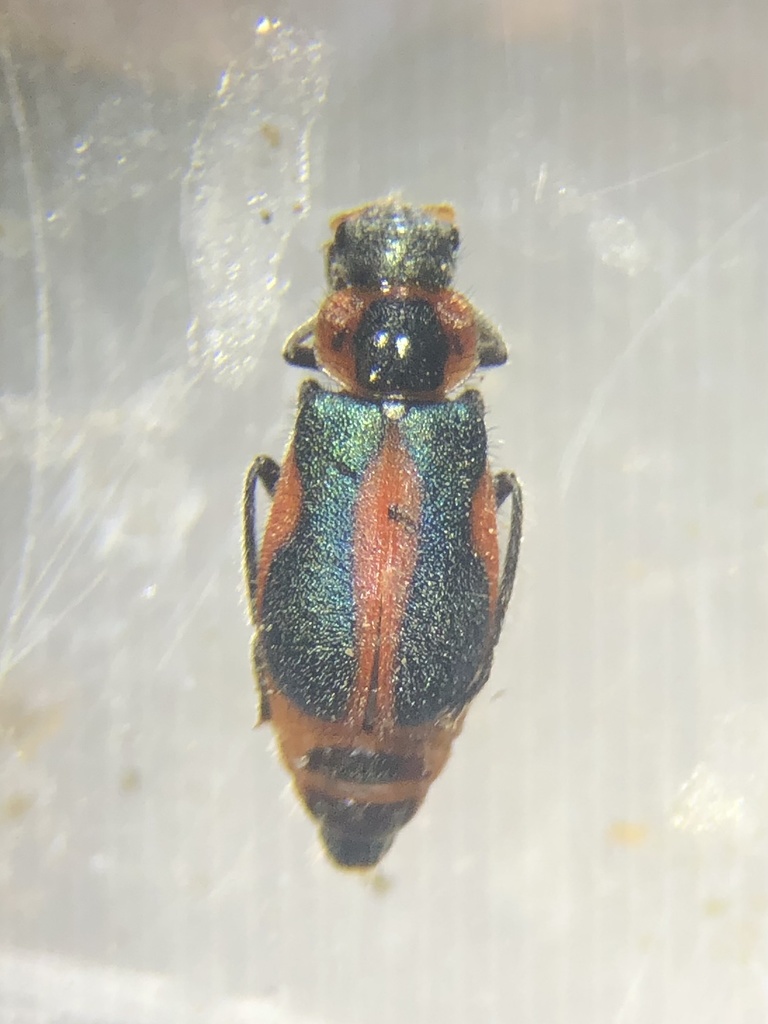 Collops from S Riverbend Ave, Parlier, CA, US on July 30, 2021 at 11:54 ...