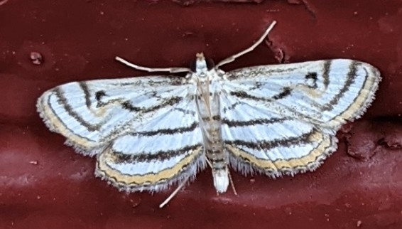 Chestnut-marked Pondweed Moth from Madelia on July 30, 2021 at 09:45 AM ...