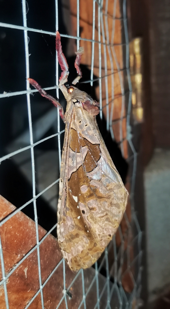 Phassus triangularis from Provincia de Cartago, Orosí, Costa Rica on ...