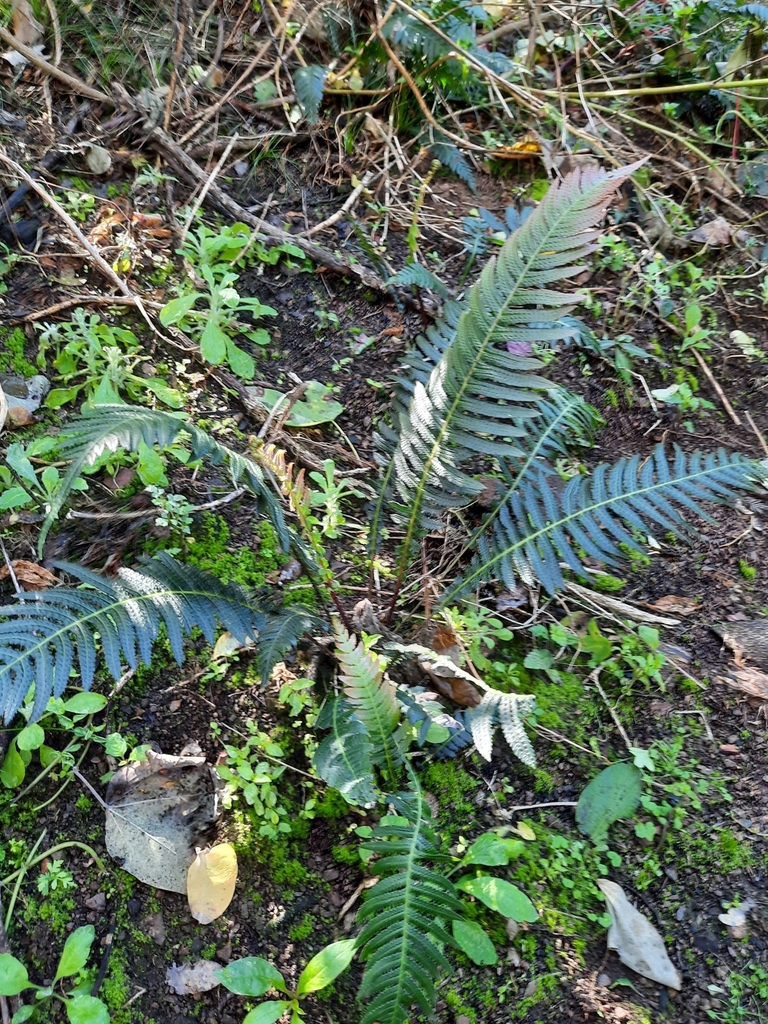Rasp fern from Redbank Creek QLD 4312, Australia on July 31, 2021 at 10 ...