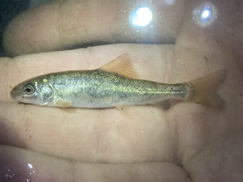 Modoc Sucker (Catostomus microps) · iNaturalist