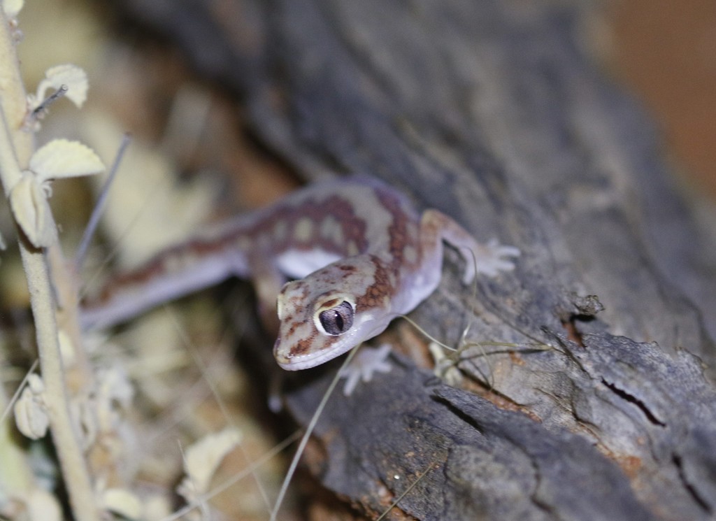 Crowned Gecko from Oakden Hills SA 5713, Australia on February 10, 2021 ...