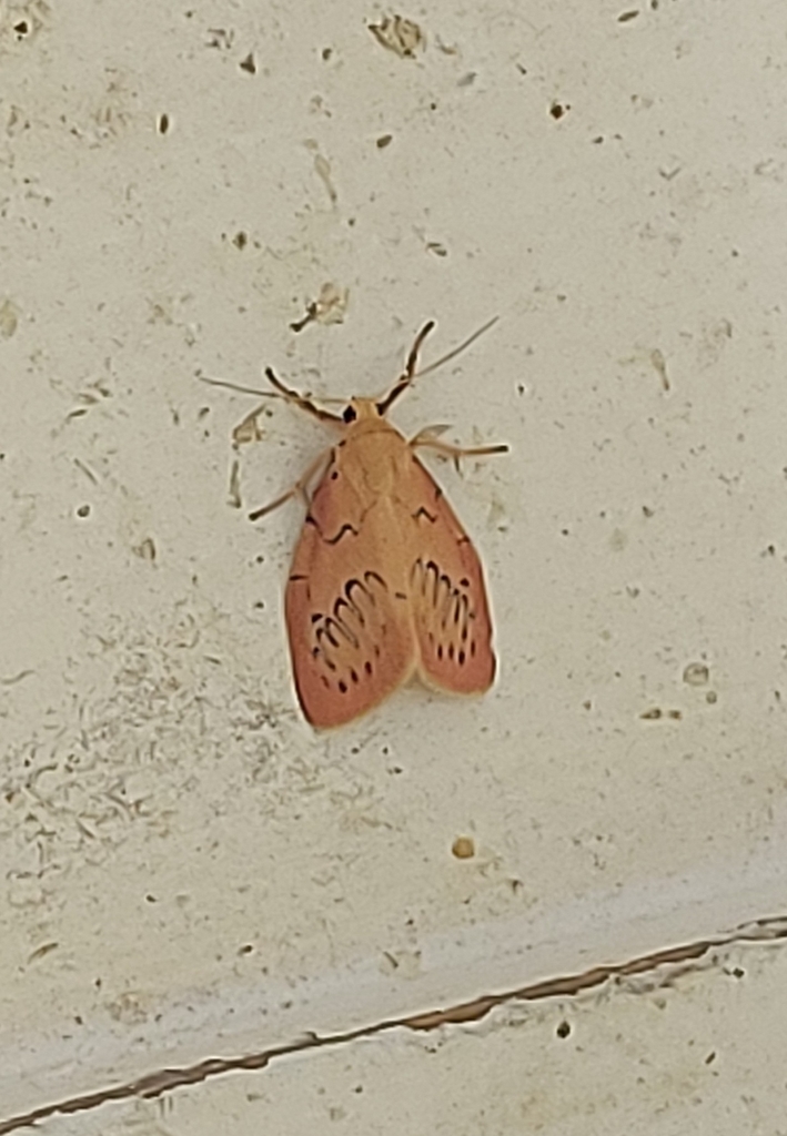 Rosy Footman in July 2021 by Charlene Jones. Moth trapping group Kinver ...