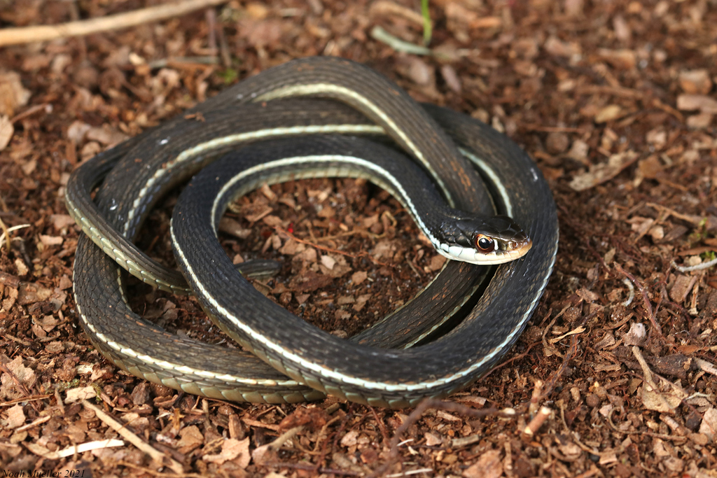 Blue-striped Ribbon Snake in July 2021 by captainjack0000 · iNaturalist