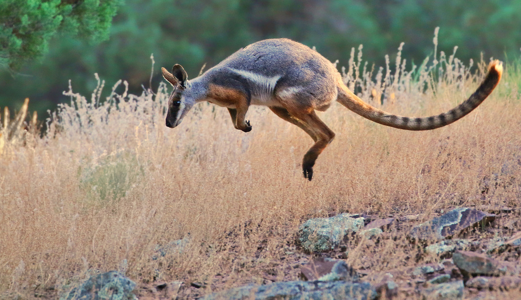 Macropods (Macropodiformes) - Know Your Mammals