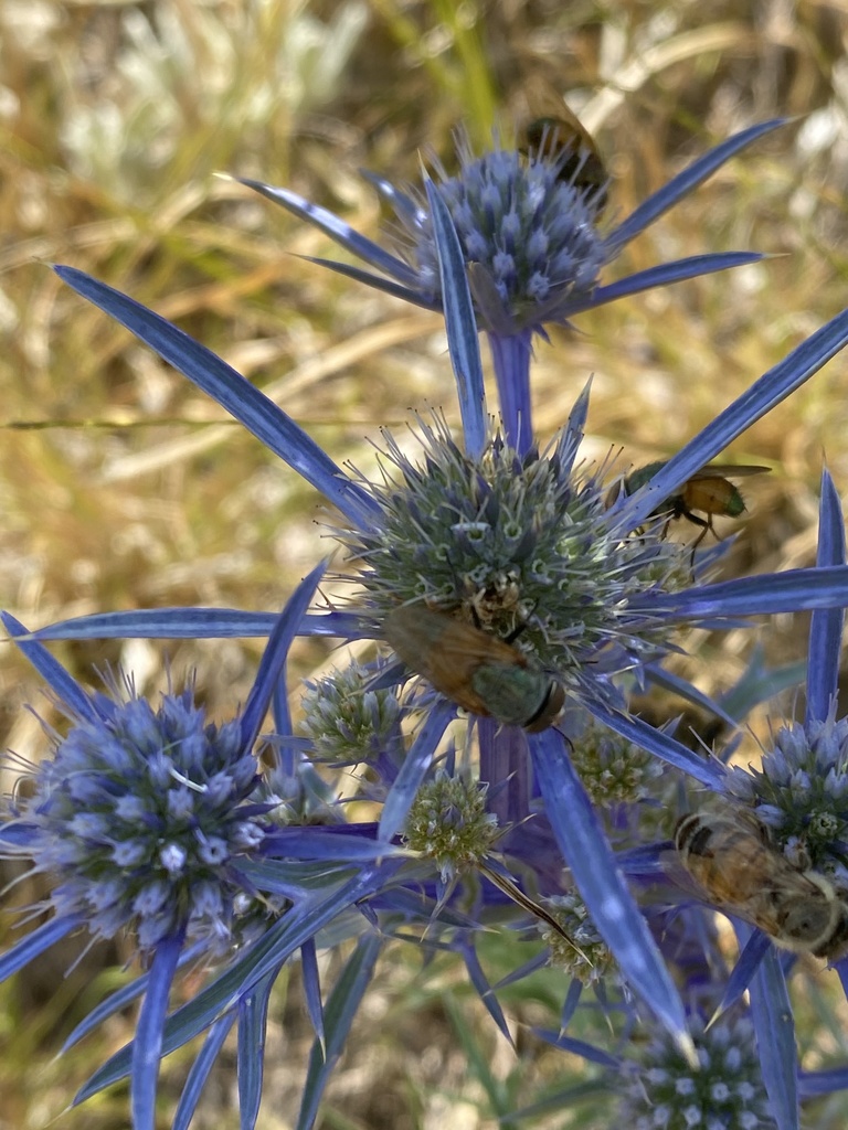 Rhyncomya in July 2021 by Konstantinos Barsakis · iNaturalist