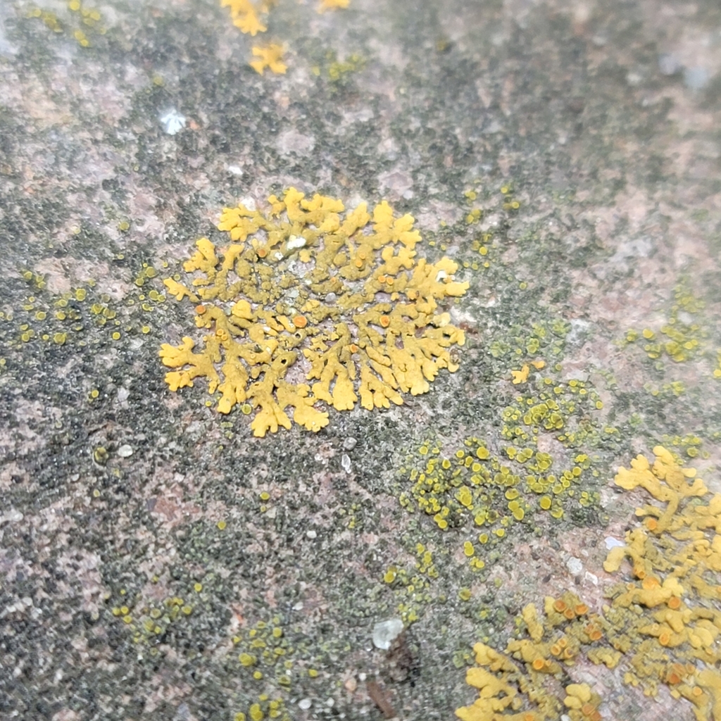 common lichens from Uxbridge, ON L9P 1R5, Canada on July 31, 2021 at 11 ...
