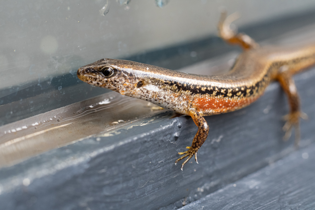 Reeves's Ground Skink from 香港西貢市 on July 31, 2021 at 12:59 PM by ...