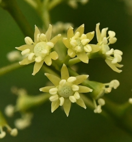 Schefflera stellata · iNaturalist