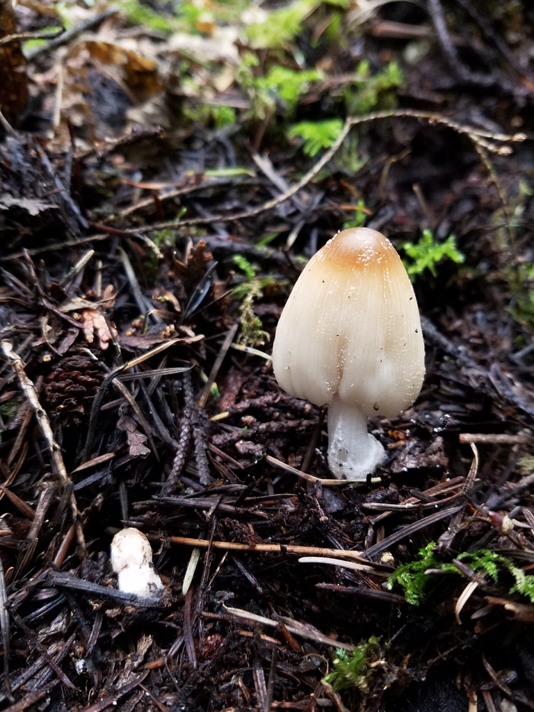Coprinellus radians from King County, US-WA, US on April 02, 2018 at 04 ...