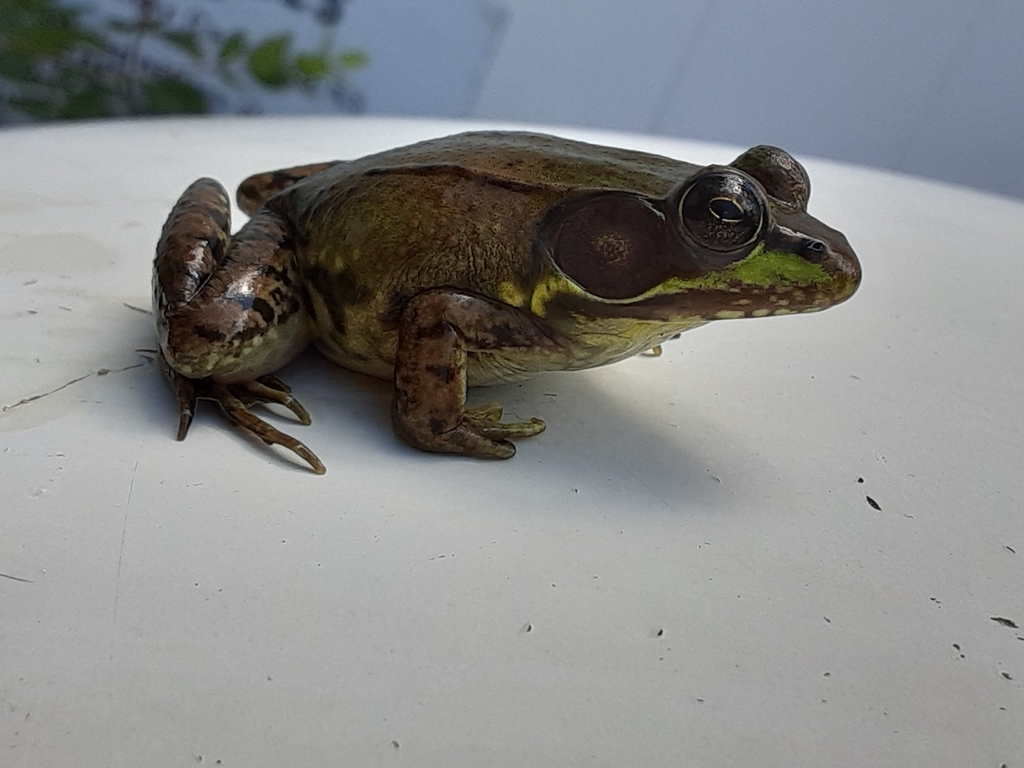 Green Frog from Cream Ridge, NJ 08514, USA on July 30, 2021 at 11:07 AM ...