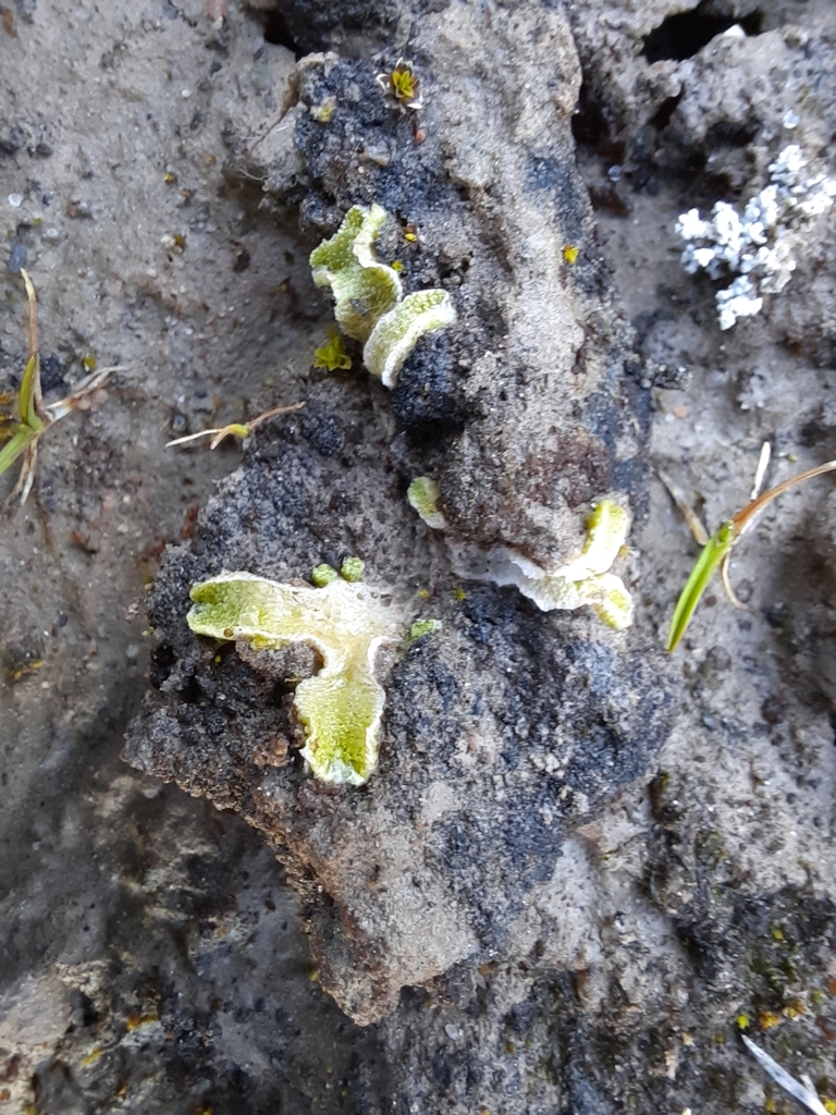 Snow Lungwort from Greenland, GL-UO, GL on July 26, 2021 at 11:47 AM by ...