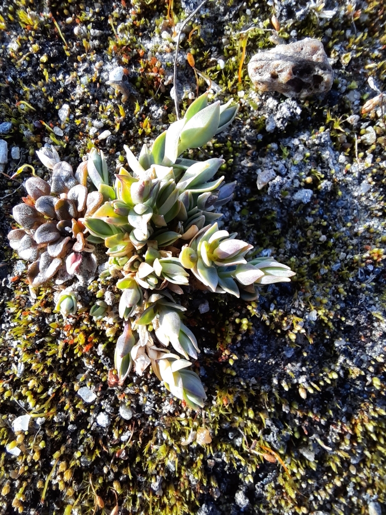 Tundra Starwort from Greenland, GL-UO, GL on July 27, 2021 at 09:53 PM ...