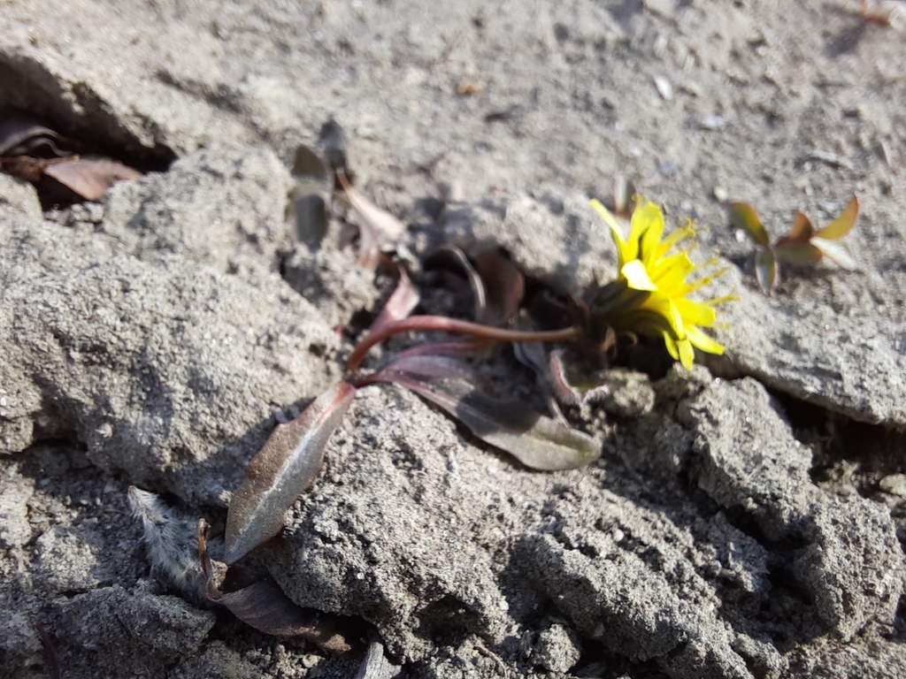 Northern Dandelion from Greenland, GL-UO, GL on July 28, 2021 at 09:14 ...