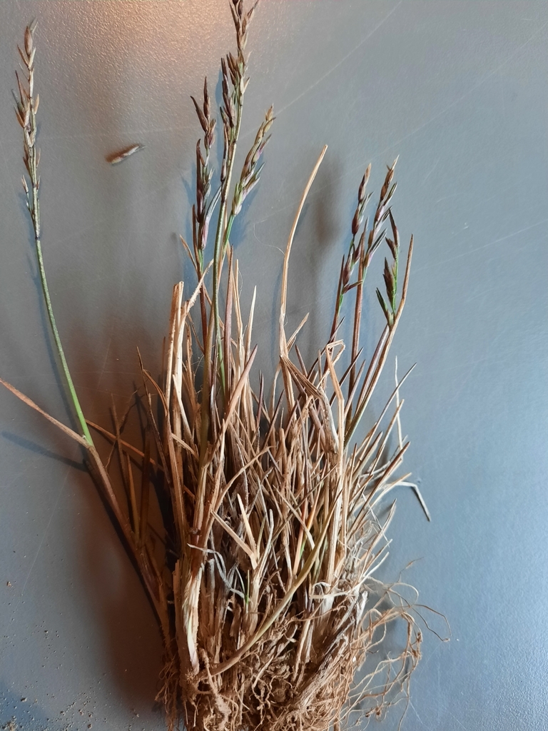 Northern Fescue from Greenland, GL-UO, GL on July 26, 2021 at 11:23 AM ...