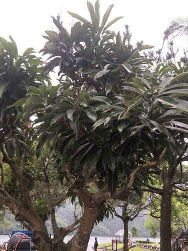 Genus Semecarpus · iNaturalist