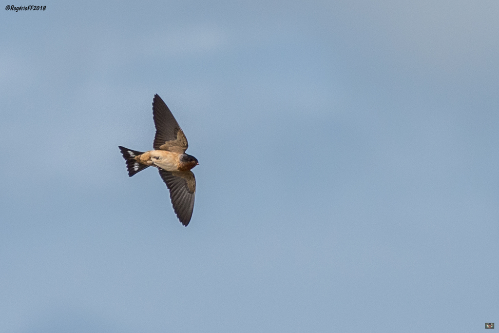 Red-throated Swallow (Petrochelidon rufigula) - Avian Discovery