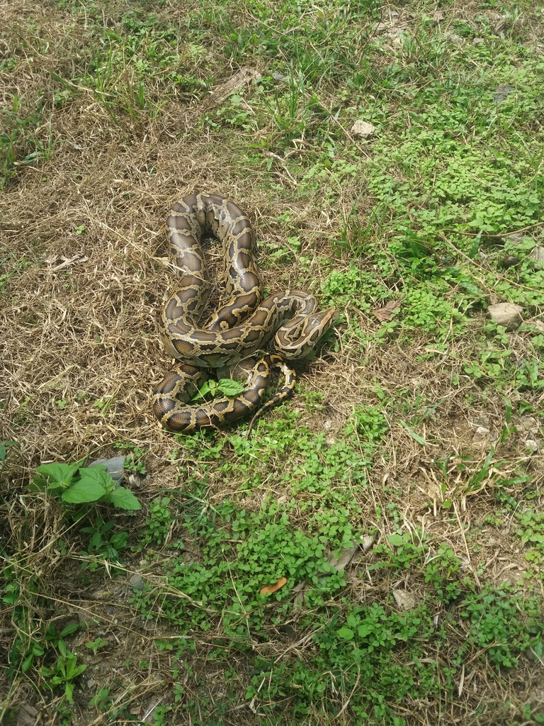 Burmese Python in April 2018 by sangayswrrc · iNaturalist
