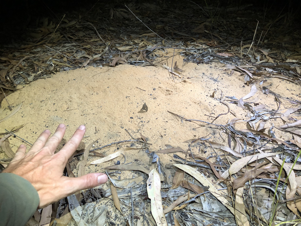 Northern Hopping Mouse (Notomys aquilo) - Know Your Mammals