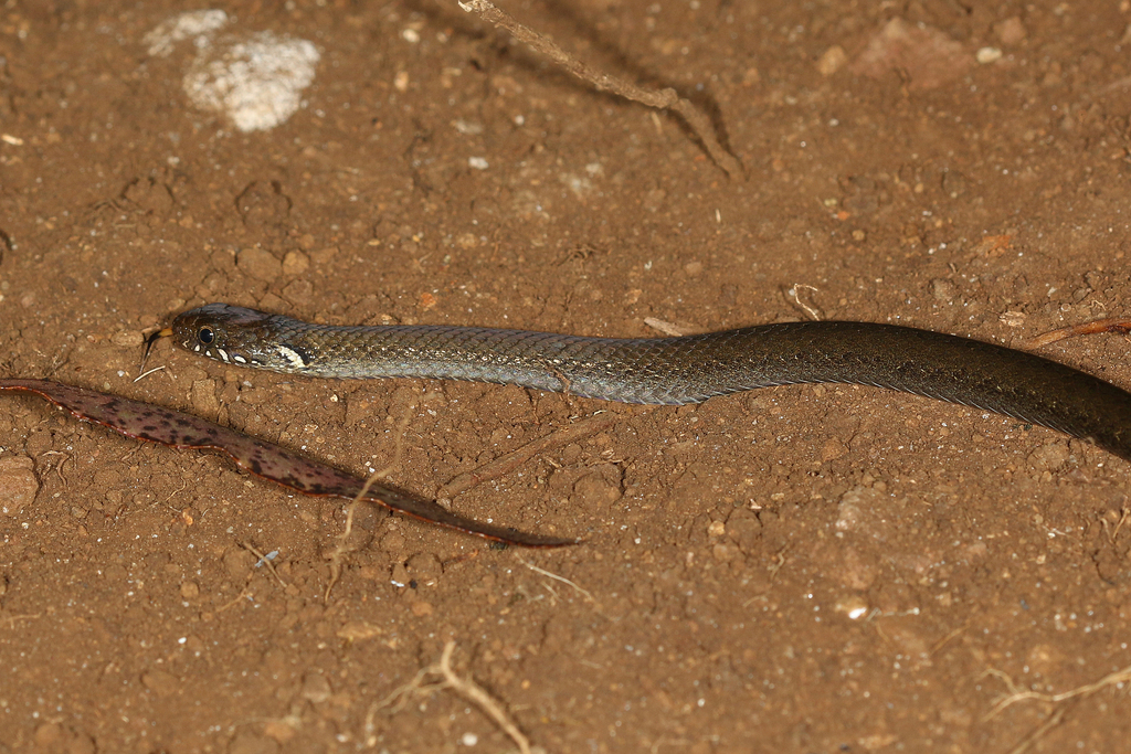 White-bellied Big-headed Snake in November 2014 by Martin Mandák ...