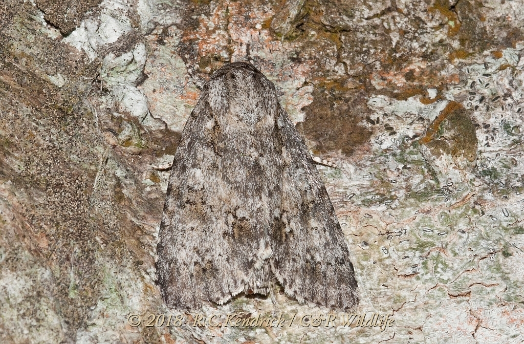 Acronicta pruinosa from Shan Liu, Sai Kung, Hong Kong on April 9, 2010 ...
