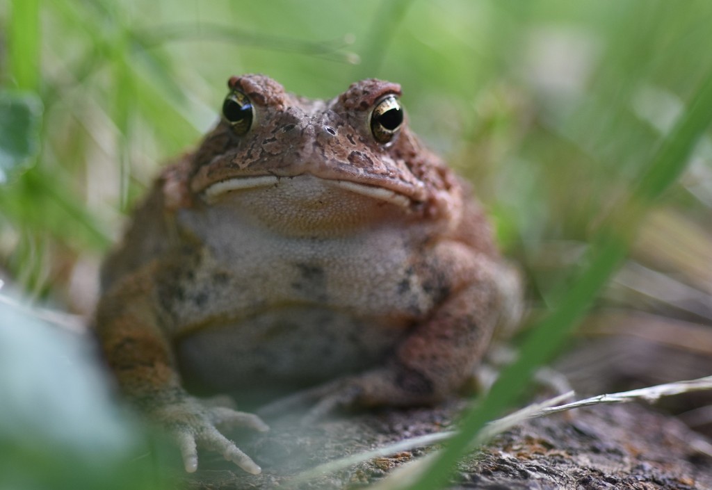 Eastern American Toad from Sullivan County, TN, USA on July 23, 2021 at ...