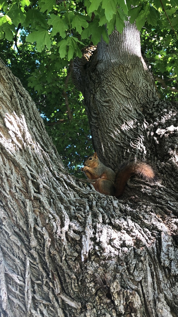 Fox Squirrel from Lions Park, Ephrata, WA, US on May 29, 2021 at 04:21 ...