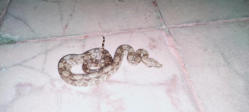 Central American Boa from Ecoposada Los Abuelos. on July 31, 2021 at 03 ...