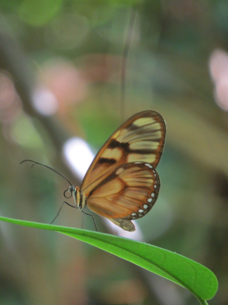 Athesis clearista from Bucaramanga, Santander, Colombia on July 29 ...
