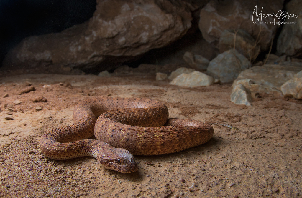 Desert Death Adder from Pippingarra WA 6722, Australia on April 03 ...