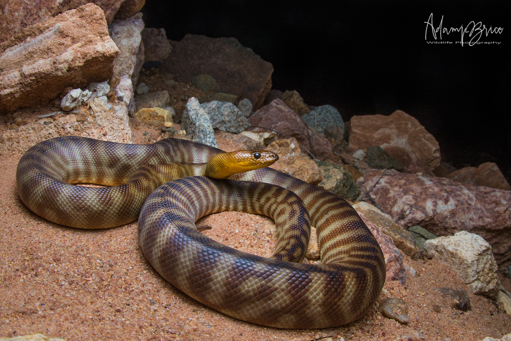 Woma Python in April 2018 by Adam Brice · iNaturalist